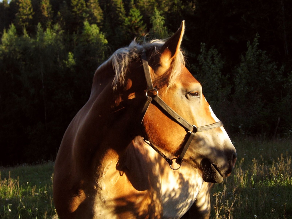 Anhidrosis in Horses: Treatment Options | BioStar US
