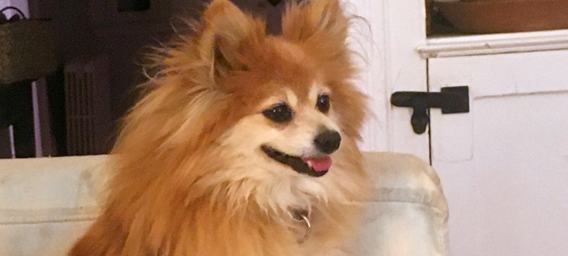 Wellness Supplement Trinity K9 Improves Movement in Dogs - BioStar US