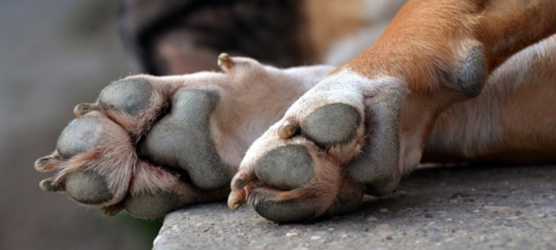 Interdigital Cysts & Poultice Treatment: BioStar Success Story - BioStar US