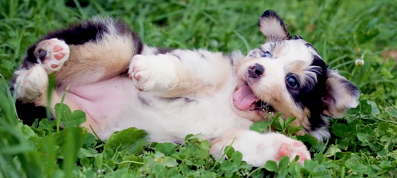 Five Puppy Lessons I (Re)Learned from a Brand New Litter - BioStar US