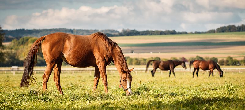 Iron Deficiency in Horses is Rare. Iron Overload is Not - BioStar US