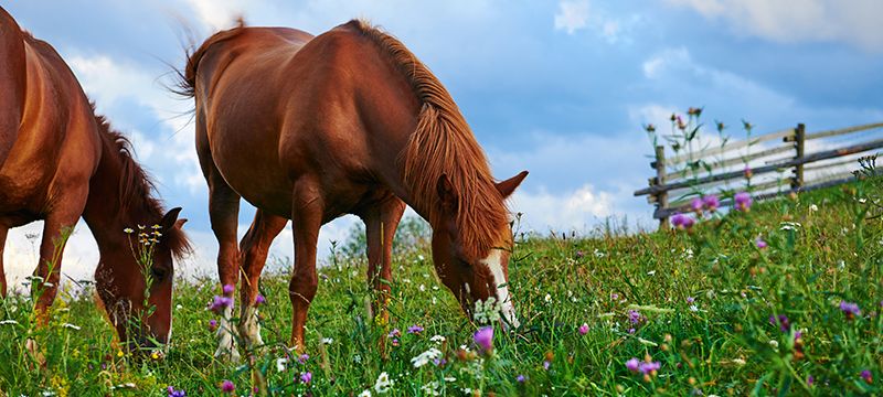 Selenium Yeast vs Sodium Selenite - BioStar US