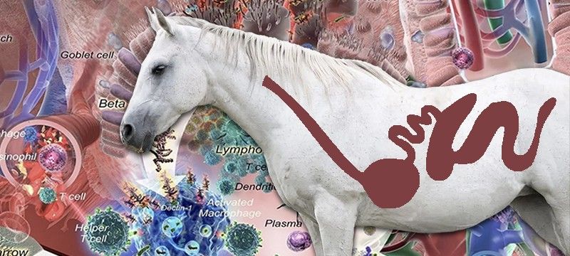 Gut Health and GI Recovery for Horses: Hedgerow Restore - BioStar US